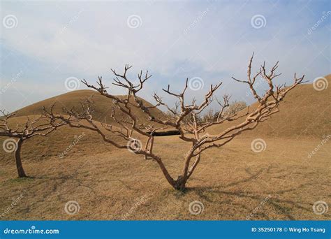 Ecosystem Tree Sky Vegetation Shrubland Branch Plant Savanna
