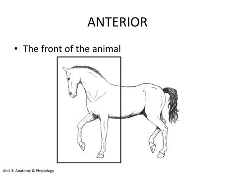 PPT Unit 3 Anatomy Physiology PowerPoint Presentation Free