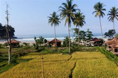 Harga Gabah Di Lampung Pada November Naik ANTARA News