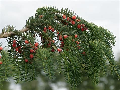 Adlerschwingen Eibe Dovastoniana Taxus Baccata Dovastoniana