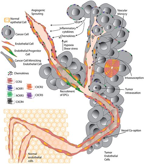 Frontiers Support Of Tumor Endothelial Cells By Chemokine Receptors