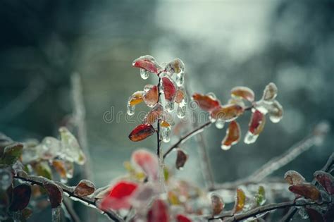 Tree Branches With A Layer Of Ice On It During Freezing Rain In Winter