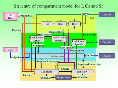 ppt development dynamic compartment models to predict behavior of