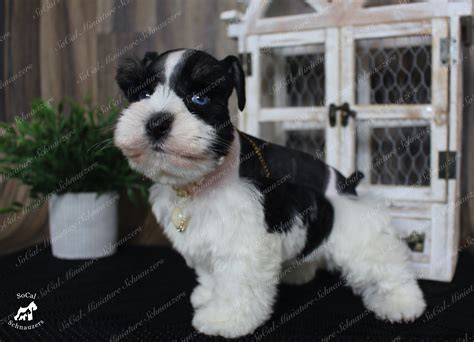 Miniature Schnauzer Colors Socal Schnauzers