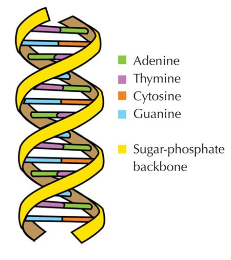 Uracil In Dna Error Or Signal Science In School