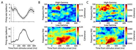 Firing Rate And Spike Field Coherence During Stimulus Encoding