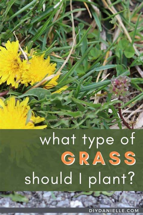 Types Of Grass Seed For Your Lawn And Pasture Diy Danielle®