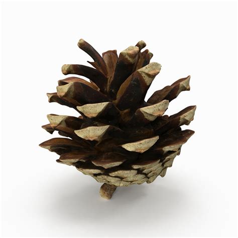 Pine Cone 3d Model Turbosquid 1200793