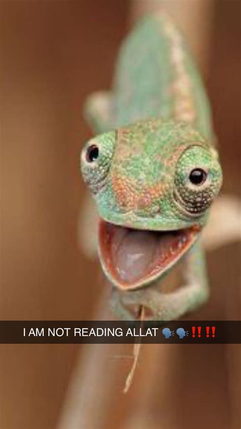 I Aint Reading Allat Blank Template Imgflip