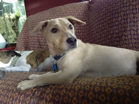 Odie