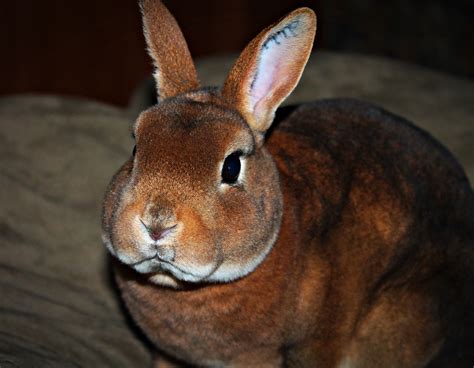 Castor Rex Rabbit