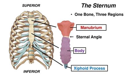 Chapter 7 Skeletal System Ppt Download
