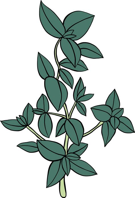 Doodle Freehand Sketch Drawing Of Thyme 11962740 PNG