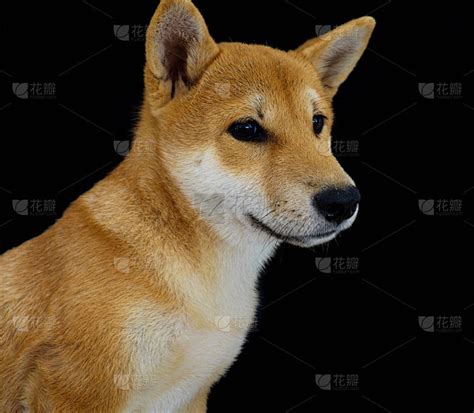 柴犬看起来像一只小狐狸