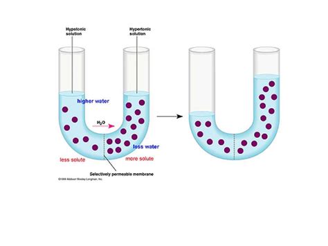 Mastering The AP Biology Lab 1 Osmosis And Diffusion Assessment Answers