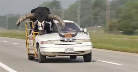 Car With Bull Named Howdy Doody Crammed Into Passenger Seat Pulled Over