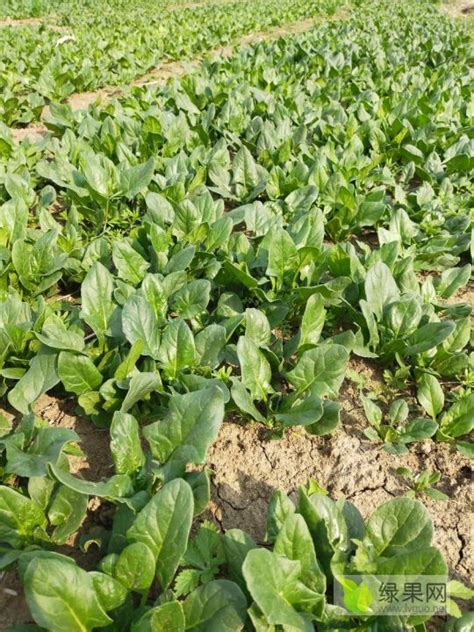 安徽省阜阳市太和县200亩菠菜急售菠菜价格行情蔬菜商情网