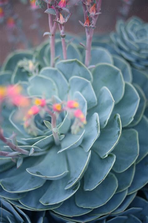 Vibrant Flowering Succulent Plants By Stocksy Contributor Alicia