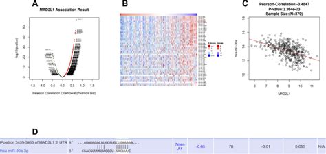 Bioinformatics Prediction And Screening Of Mir 30a 3p A And B On The