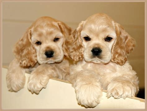 Cockapoo Puppies Illinois For Sale