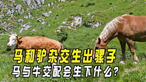 马和驴交配生下骡子，那马和牛交配会生下什么呢？ 动物视频 搜狐视频