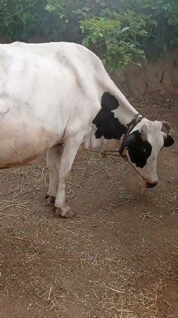 Cow Farming Youtube