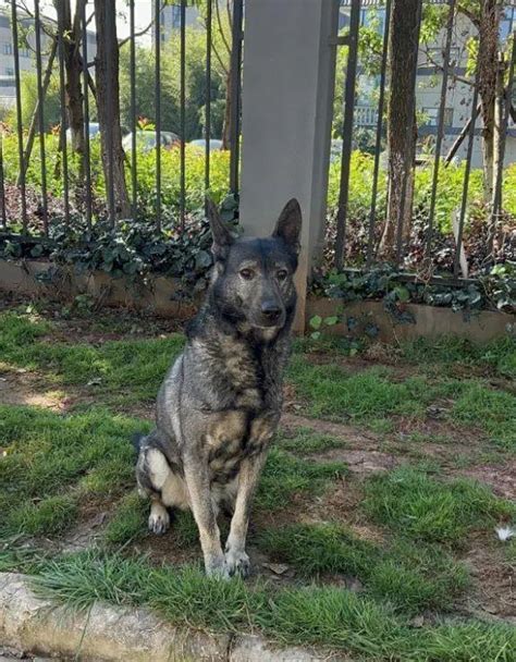 征集领养人云南这几只退役搜救犬等你带回家 知乎