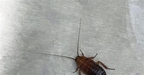 Is This A Wood Roach Album On Imgur