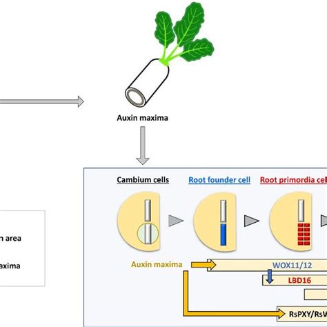 Model For Adventitious Root Development In Radish Download Scientific Diagram