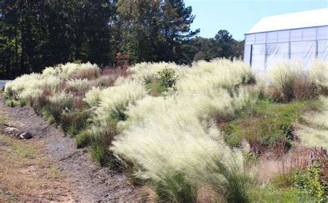 Muhlenbergia Capillaris White Cloud White Cloud Muhly Grass For Sale