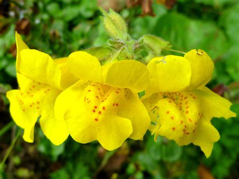Four Flowers Pictures Of Mimulus Guttatus Phrymaceae Wildflowers