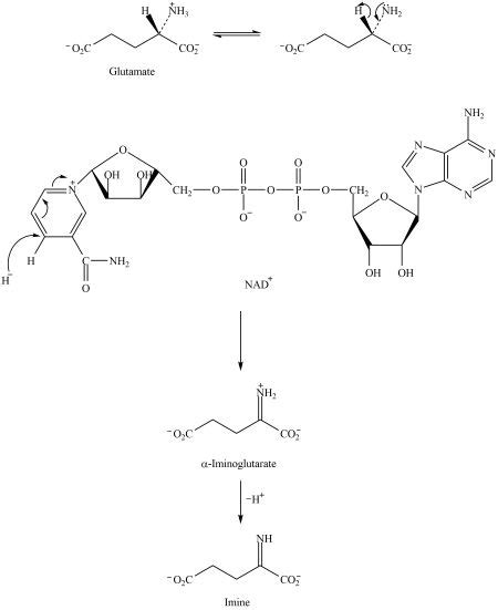 Amine Imine Amide