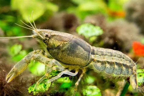 Brazos Dwarf Crayfish Detailed Guide Care Diet And Breeding