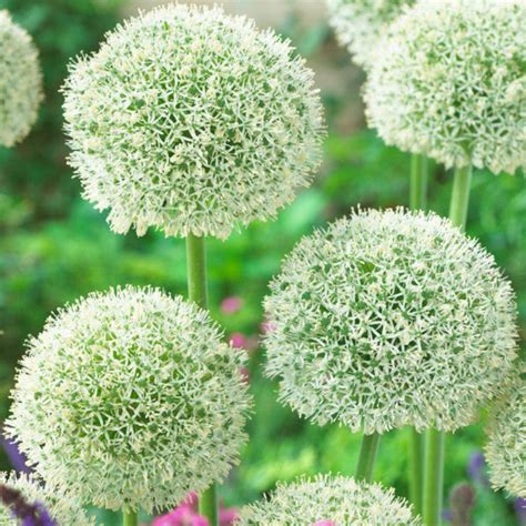 Allium White Giant 18cm Pack Of 3 Garden On A Roll