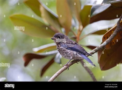A Baby Eastern Bluebird Sitting Sideways On The Branch Of A Magnolia Trea Stock Photo Alamy