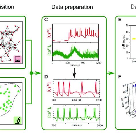 The Procedure For Assessing Spatiotemporal Ca 2 C Dynamics In