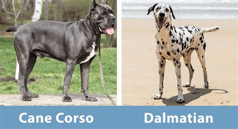 Cane Corso Great Dane Mix