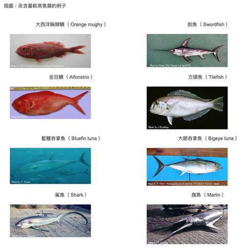 吃魚5大好處 16種魚類熱量排行｜食魚會變聰明！選對魚類避開重金屬 營養食療 Sundaykiss 香港親子育兒資訊共享平台