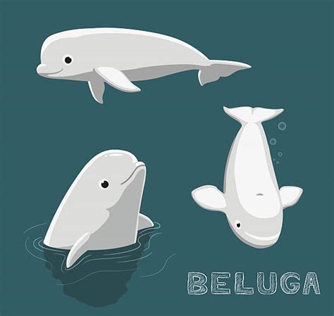 1300 Paus Beluga Ilustrasi Grafik Vektor And Clip Art Bebas Royalti