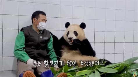“푸야는 걱정 마세요”중국 반환 푸바오 마지막 속마음 메시지 공개 Youtube