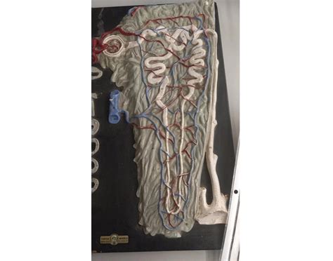 Nephron Model 2 Quiz