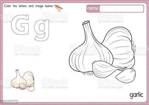 색상에 윤곽 클립 아트와 아이 알파벳 색칠 공부 페이지의 벡터 그림 마늘에 대한 문자 G 마늘 알뿌리에 대한 스톡 벡터 아트 및
