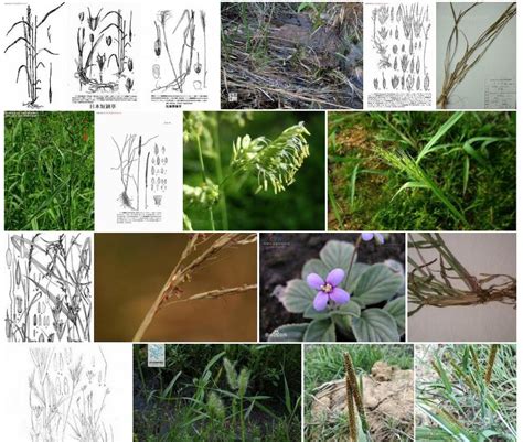 短颖草属brachyelytrum拉丁名学名属名科名植物生活型图片