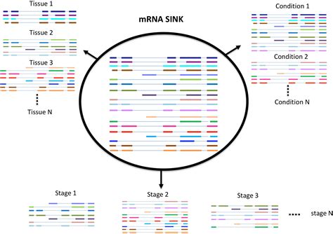 Frontiers Reviving The Transcriptome Studies An Insight Into The