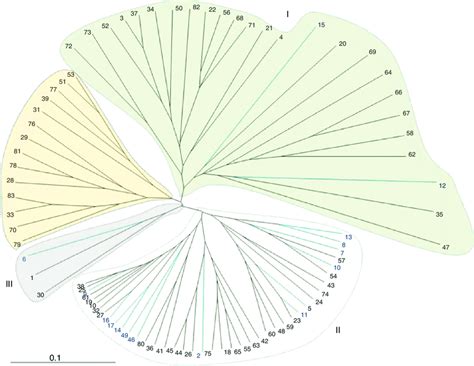 Neighbour Joining Tree Based On The Distance Matrix Of 29 Simple Download Scientific Diagram
