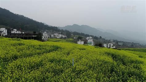 春花艳 春花宴凤凰网视频凤凰网
