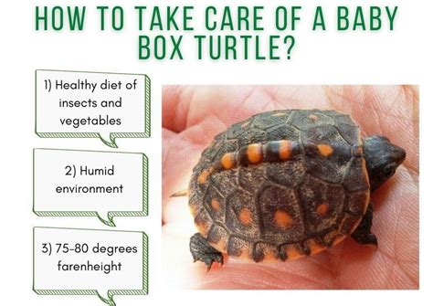 How To Take Care Of A Baby Box Turtle TurtleHolic