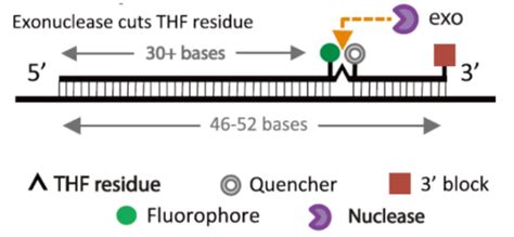 Exploring The Advances And Applications Of Recombinase