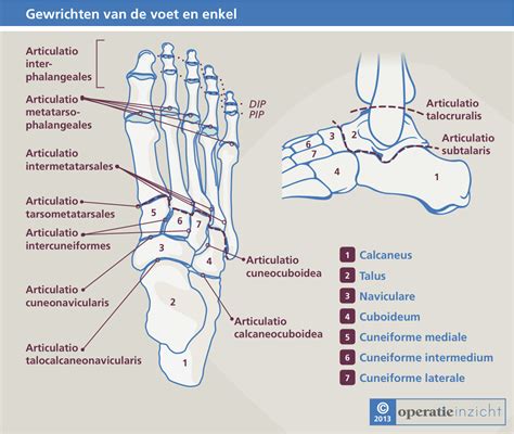 Anatomie Van De Voet Anatomie Hier Heb Ik Pijn Artofi