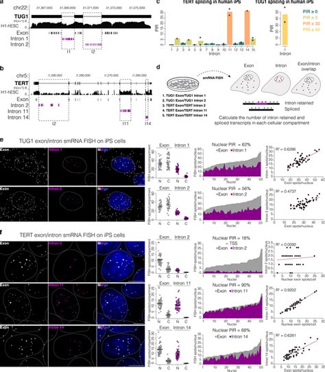 Retention Of Specific Introns Correlates With Nuclear Localization Of
